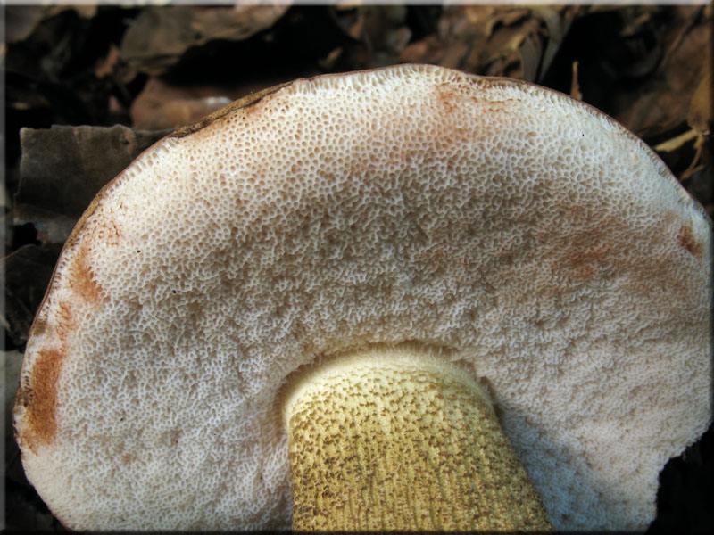 Pilze: Gallenröhrling - Tylopilus felleus